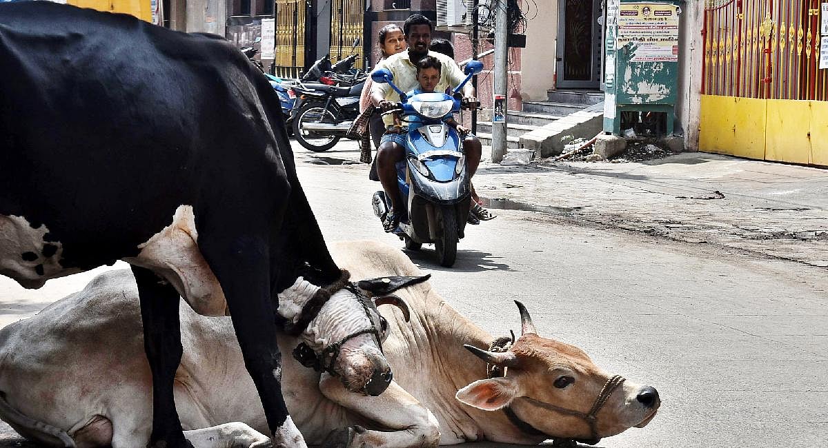 Stray cattle continue to rule the streets despite crackdown by Chennai ...