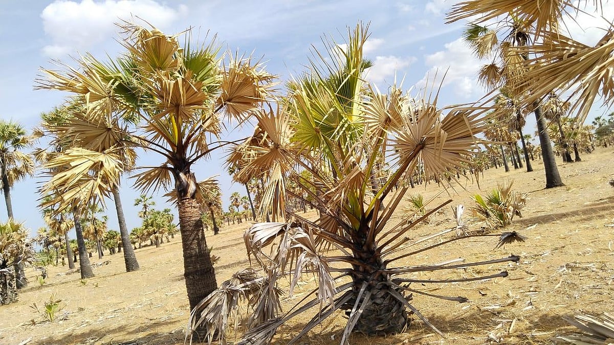 Palmyra trees wither at the backdrop of drought in Thoothukudi