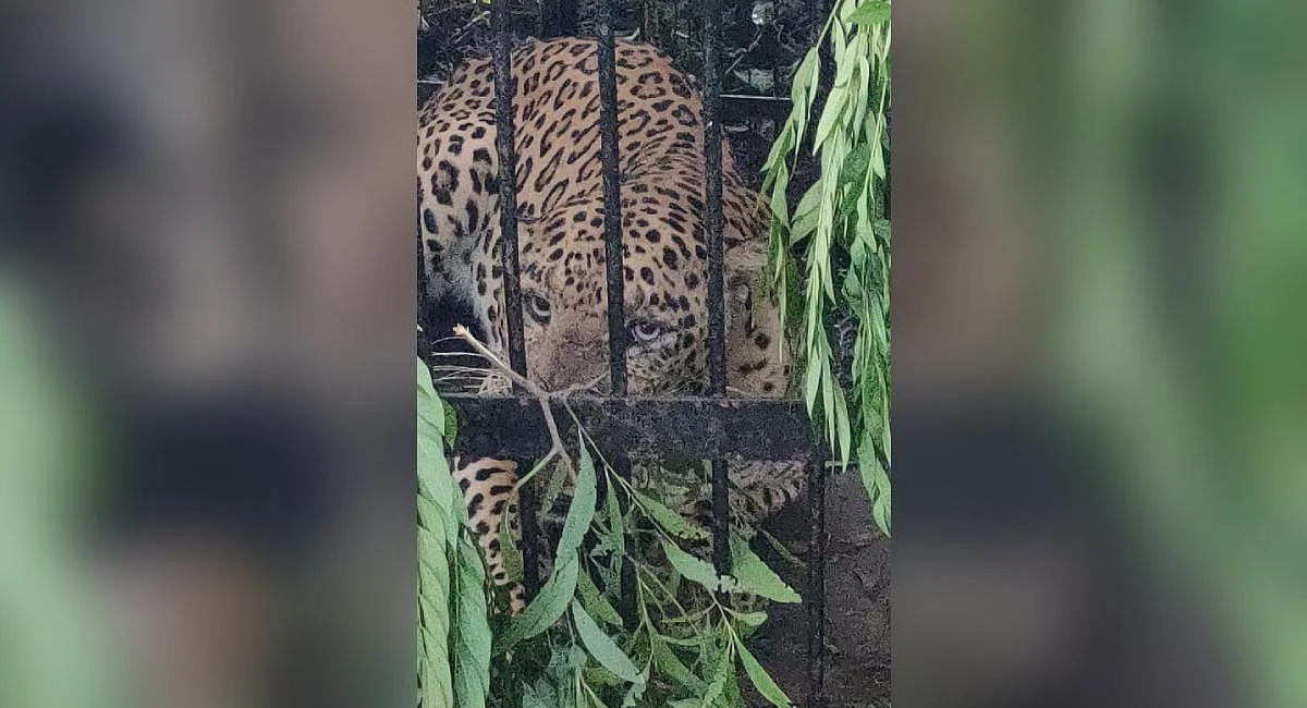 Fourth leopard caught from Andhra Pradesh's Alipiri-Tirumala route Fourth leopard caught from Andhra Pradesh's Alipiri-Tirumala route