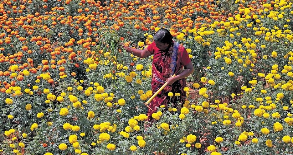 Flower crop holds the key for a Kudumbashree unit