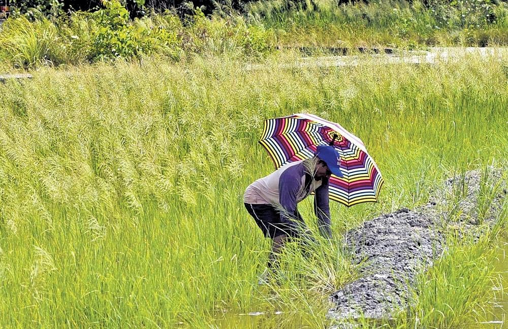Kerala’s paddy farmers grapple with historic drought