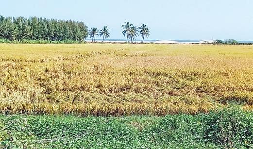 New method saves crops from drought in Andhra Pradesh