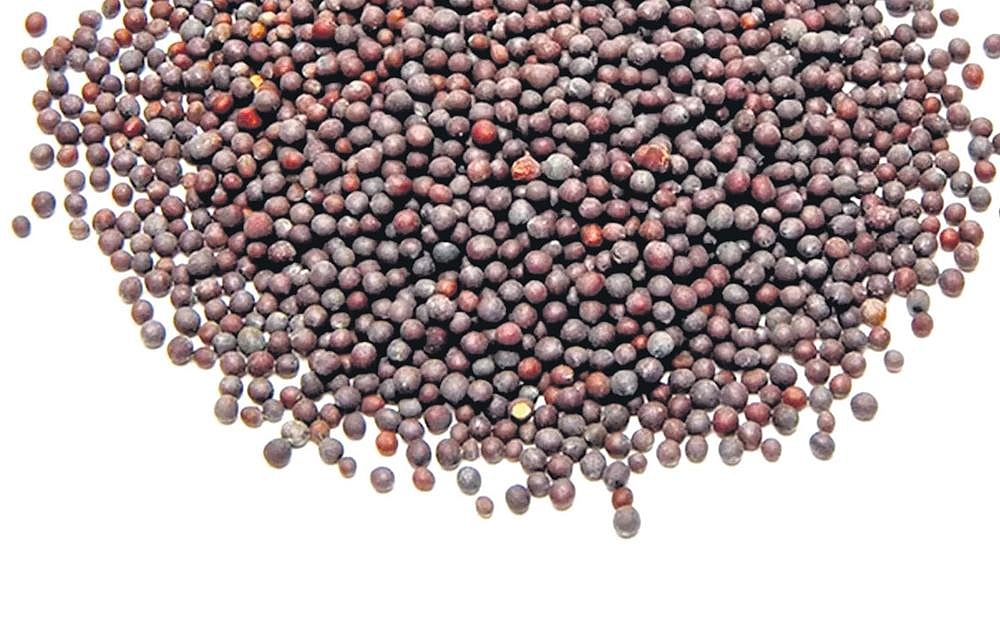 GM mustard: Why activists want it out of the farm