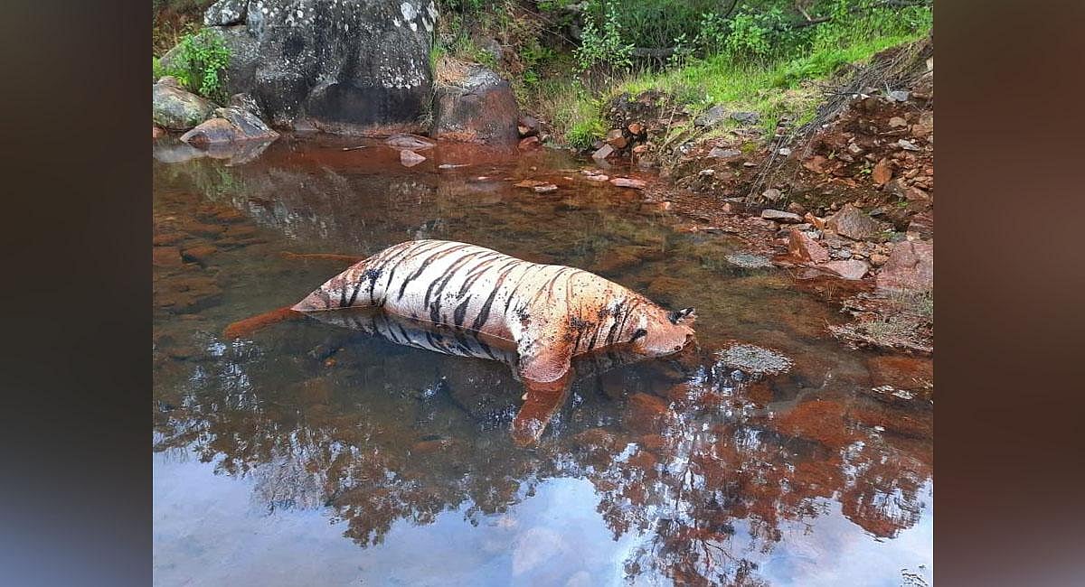 Two tigers die due to suspected poisoning in Nilgiris