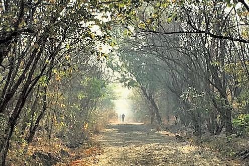 AAP questions BJP silence on Ridge tree felling in Delhi