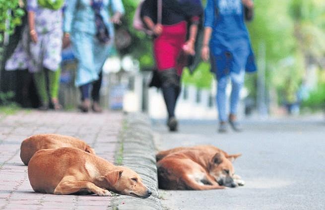 Strictly comply with all rules on capturing stray dogs: Delhi HC