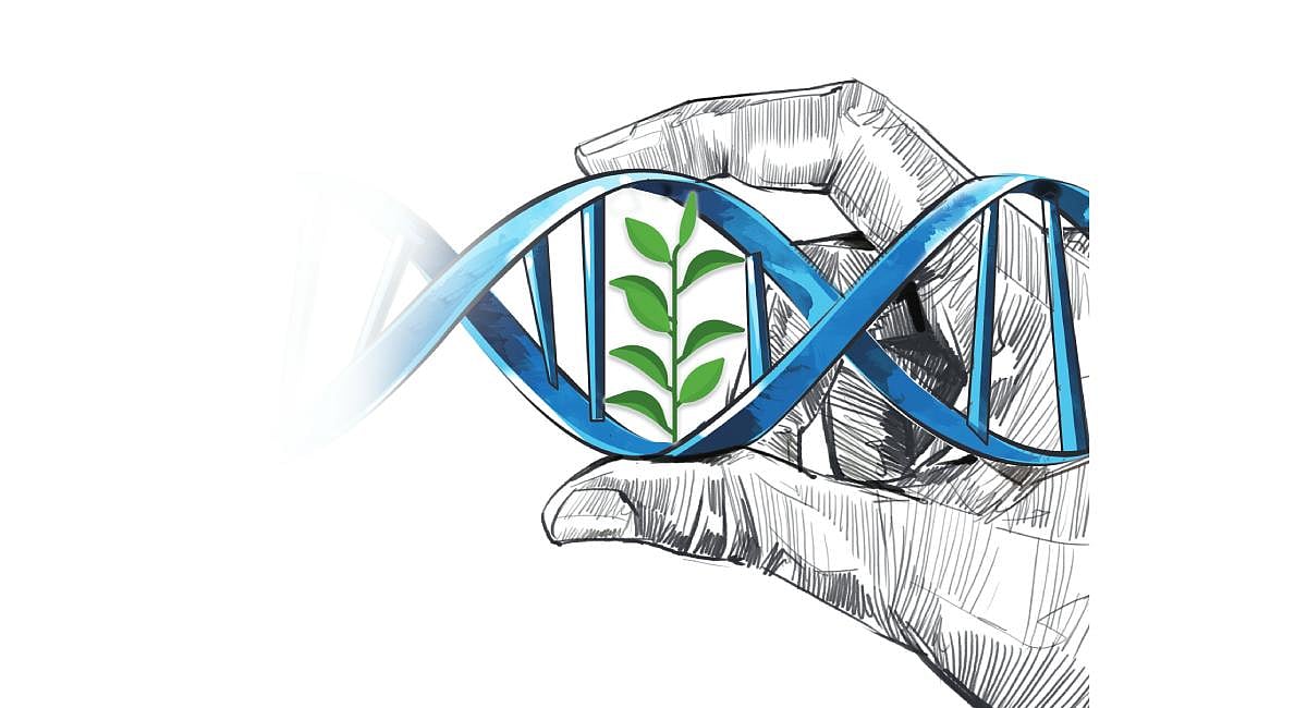 Give GM mustard a chance: Dr Deepak Pental