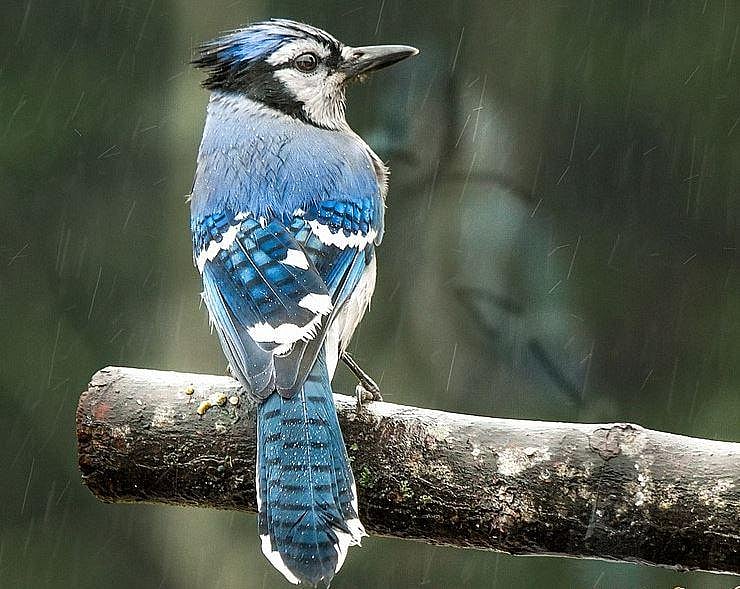 Songbird species help scientists discern link between vocal learning ...