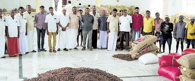 Nutmeg farmers in Tamil Nadu's Pollachi harvest the benefits of union