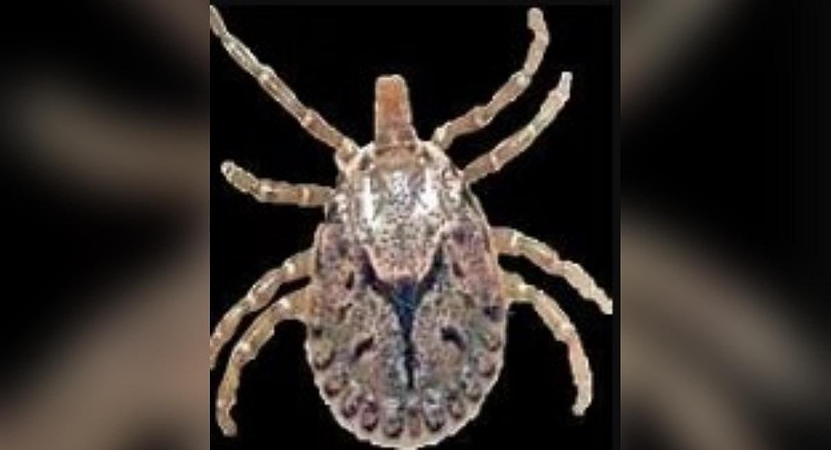High prevalence of scrub typhus among kids in Odisha: Study