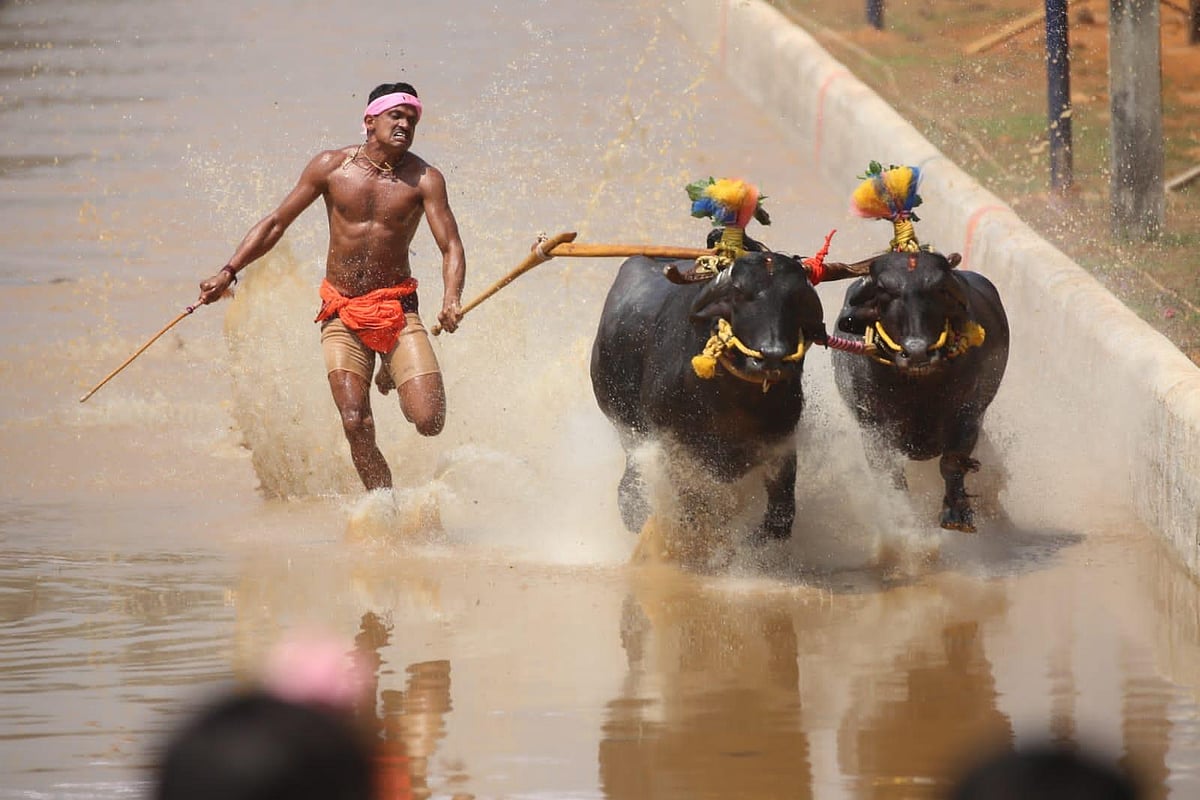 Kambala to be held for the first time in Bengaluru on November 25-26