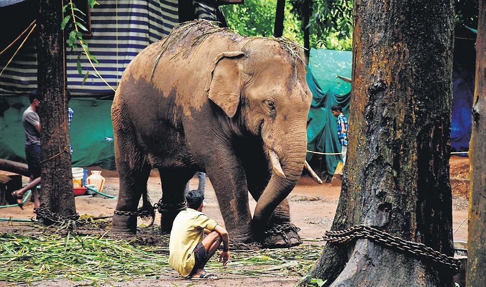 Tusker PT 7 brought out of kraal seven months after capture