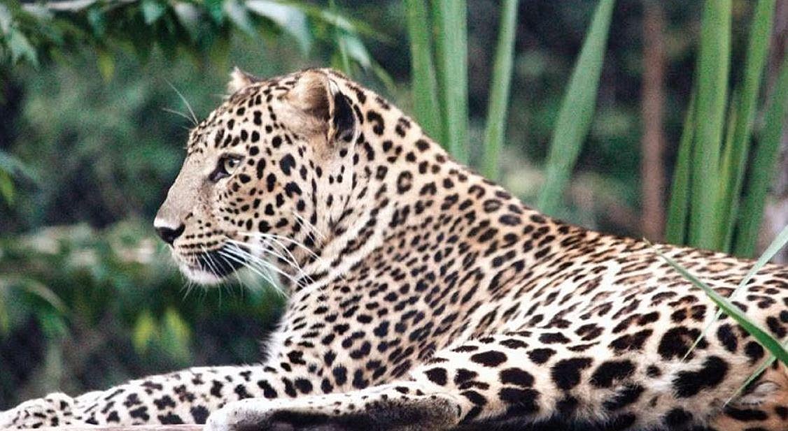 Leopard scare grips Pandalur once again