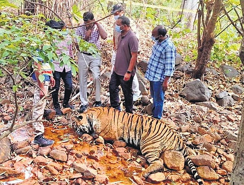 Foul play suspected as tigers killed, missing in Kagaznagar division