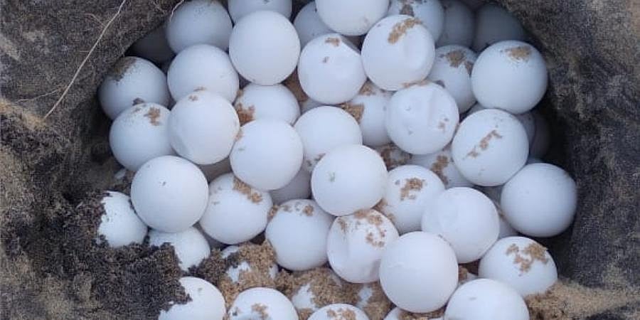 Turtle egg-hatching season begins on the coasts of Ramanathapuram