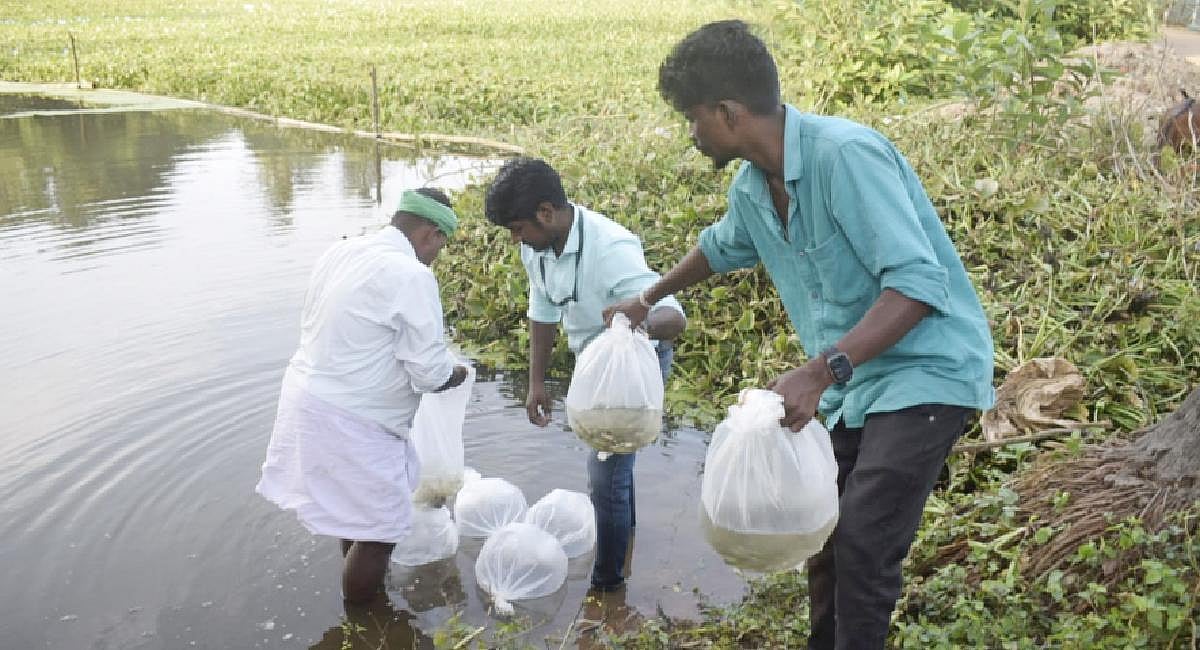 Tamil Nadu: KVK promotes Grass carp to reduce aquatic weeds