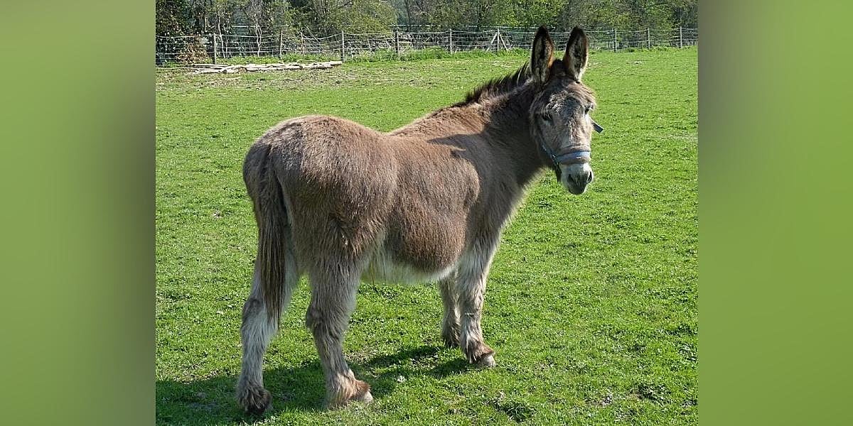 What donkeys can teach us about trade
