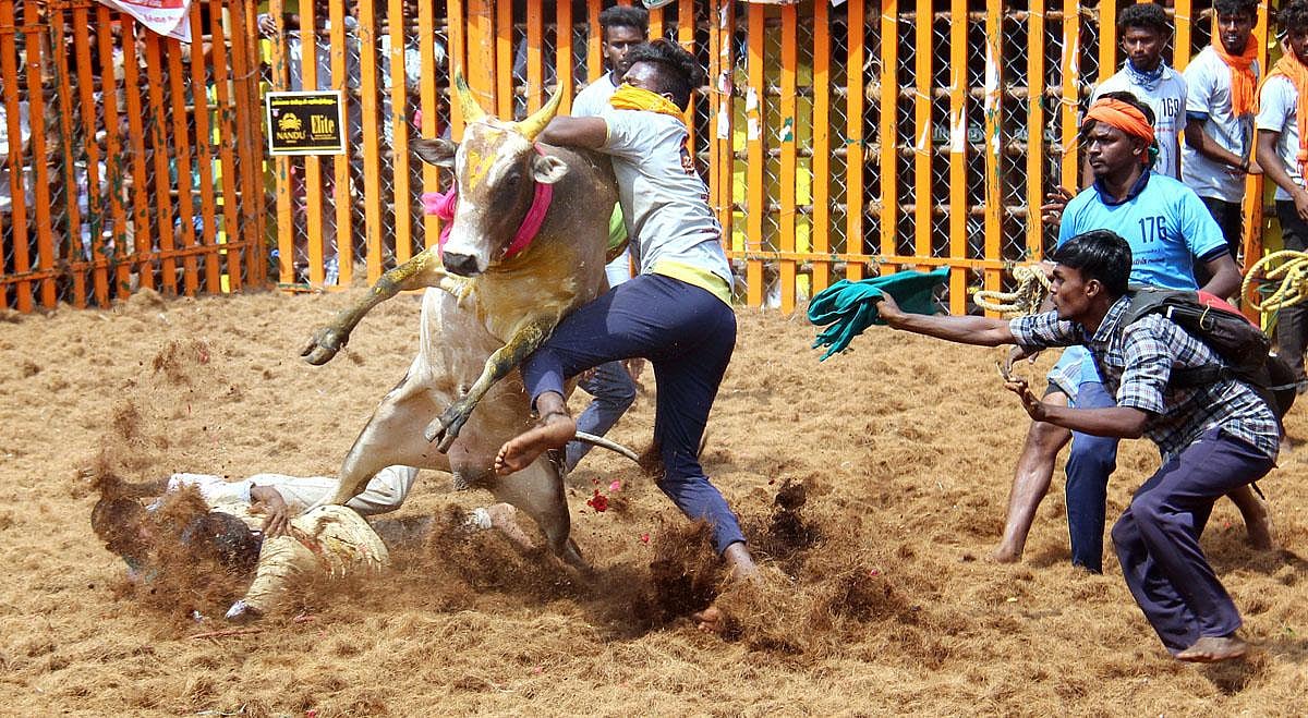 Jallikattu competition to unveil all-new 'Kalaignar Nootrandu ...