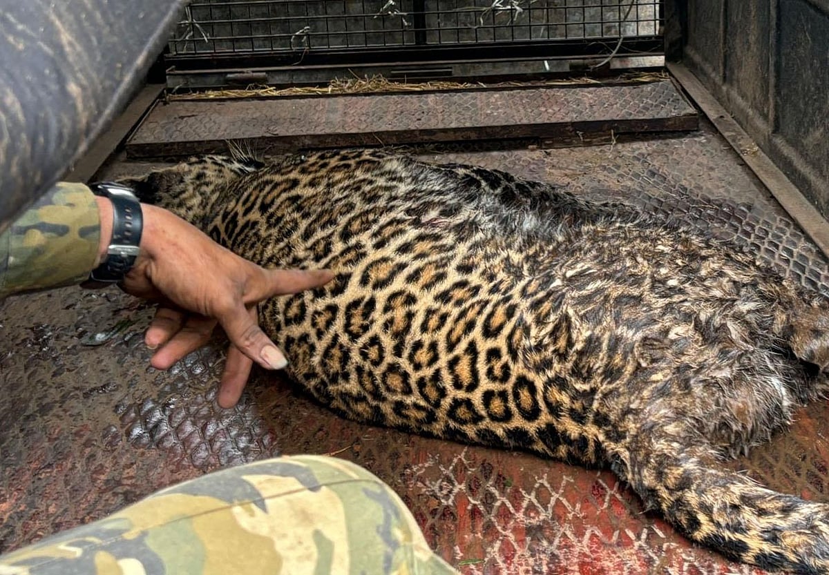 ‘Killer’ leopard caught in Ooty, packed off to Chennai's Vandalur zoo