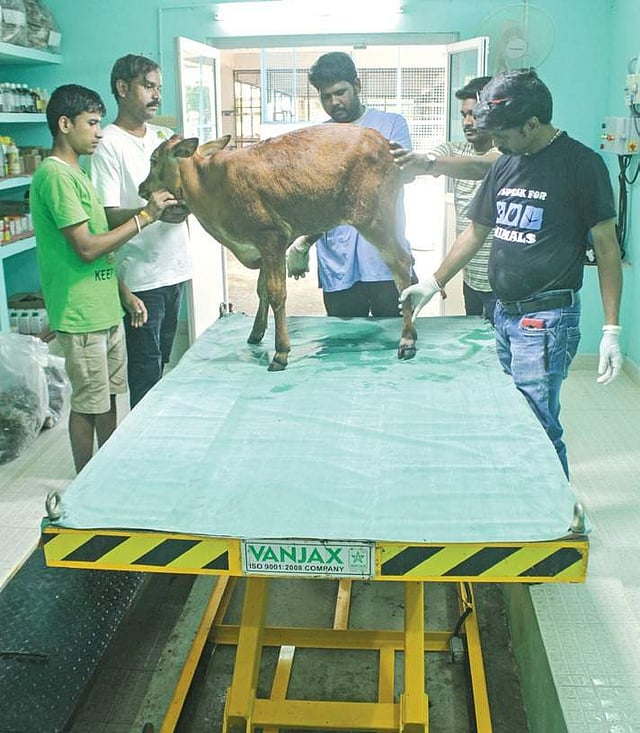 An operation theatre for our four-legged friends