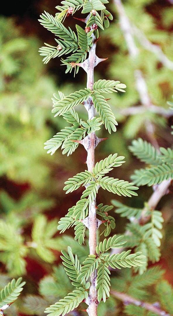 Tree that hid pandavas’ weapons when they were in exile