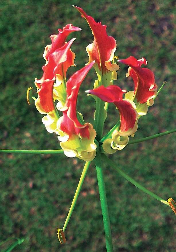 Tamil Nadu State Flowers Name In | Best Flower Site