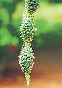 The long and short of traditional bone setting