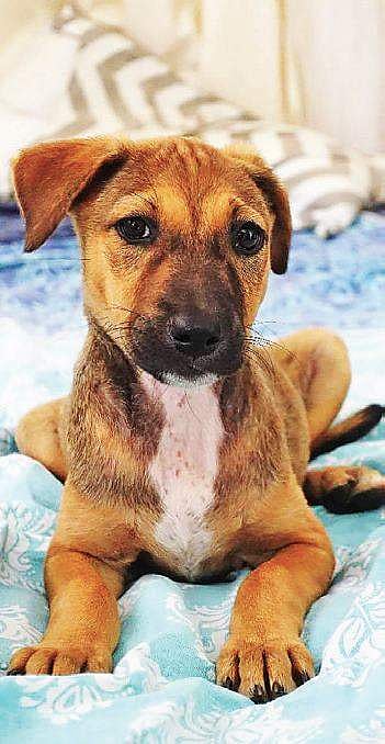 Drive to warm up interest towards adoption of Indie pups