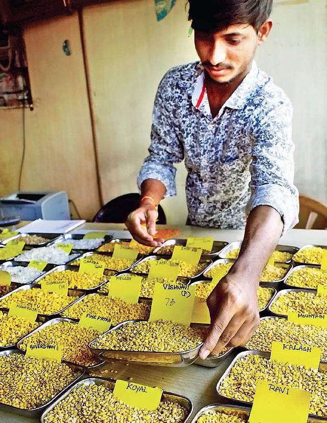 Tur dal farmers stare at massive loss in Karnataka