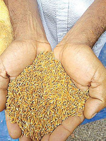 This Kerala farmer rises to occasion with ‘Rakthashali’ farming