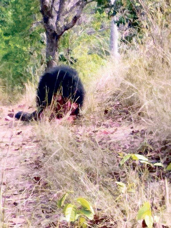 Sloth Bear Attack Victims