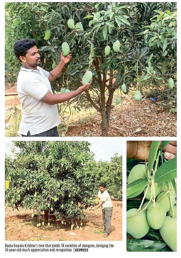 18 varieties of mangoes on single tree in Andhra Pradesh!