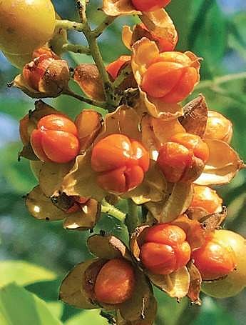 Jyotishmati oil: The ‘elixir of life’