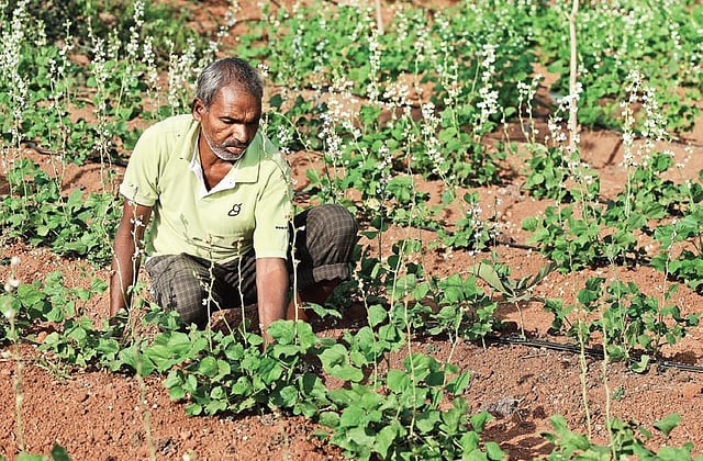 Hyderabad's new eco-habitat 'Organo Naandi' offers an alternative ...