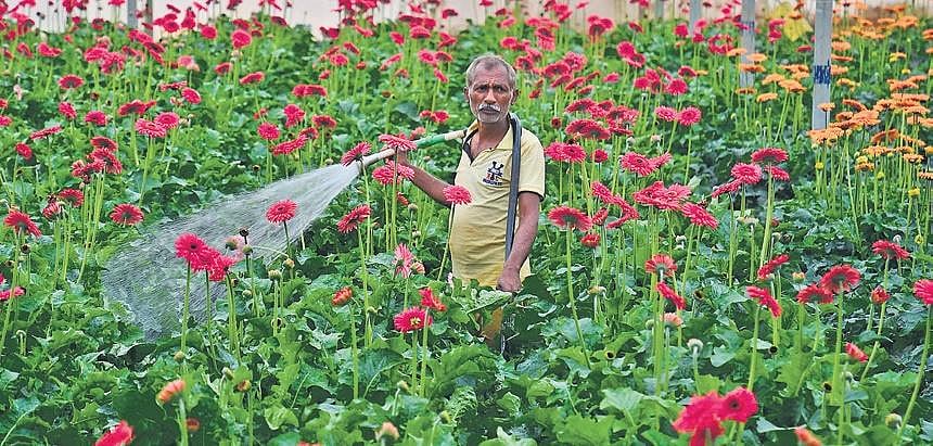 Gerbera Flower Cultivation In Polyhouse Karnataka | Best Flower Site