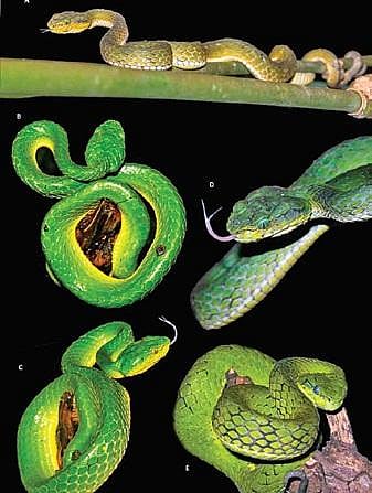 Pit Viper