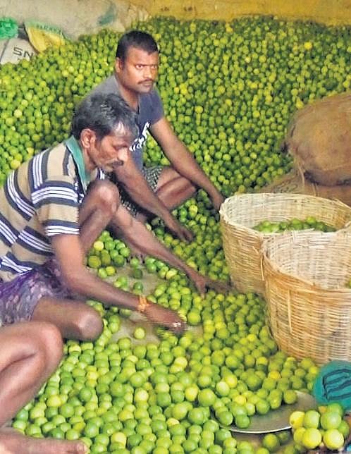 Lemon price at Rs 100 per kg brings cheer to Nellore ryots