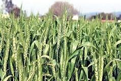 Excess rainfall hits sowing of rabi crops in state