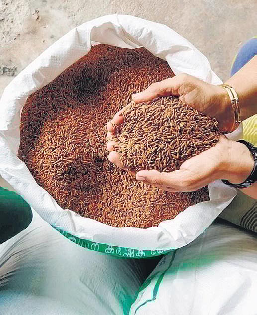 Aluva seed farm, a museum of indigenous rice varieties