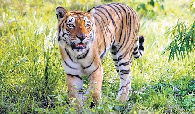 'Avni: Inside the hunt for India’s deadliest maneater' book review ...