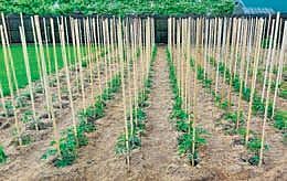 Trellis method of tomato farming gaining popularity in Tirupati
