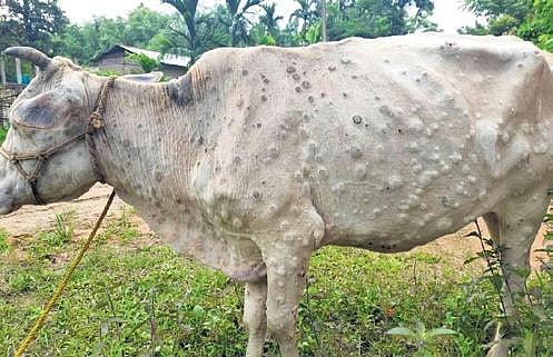 This vax can prevent lumpy skin disease