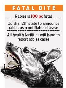 Humans With Rabies Human Death From Rabies Reported In Northern