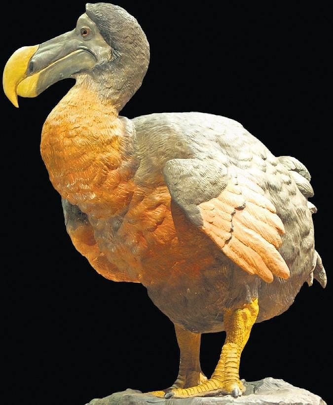 Extinct Animals In The Last 10 Years