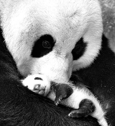 Cultivate the Power of Dispassion