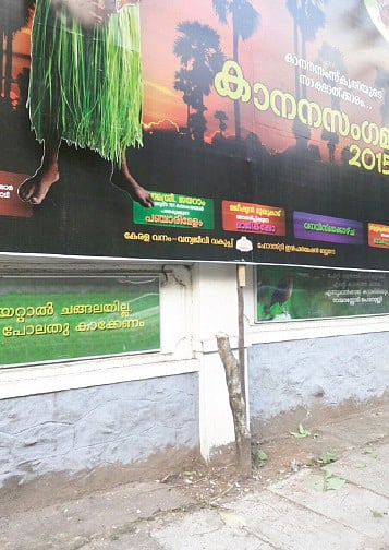 Tree Cut for Hoarding