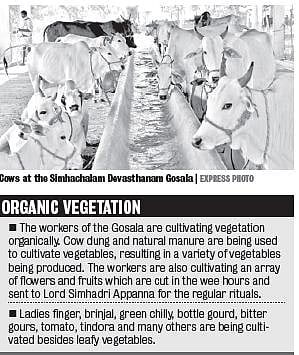 Gosala at the Service of Simhachalam Lord