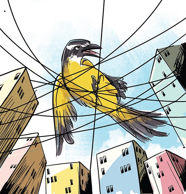 Dwindling green lungs leave birds gasping for survival in state