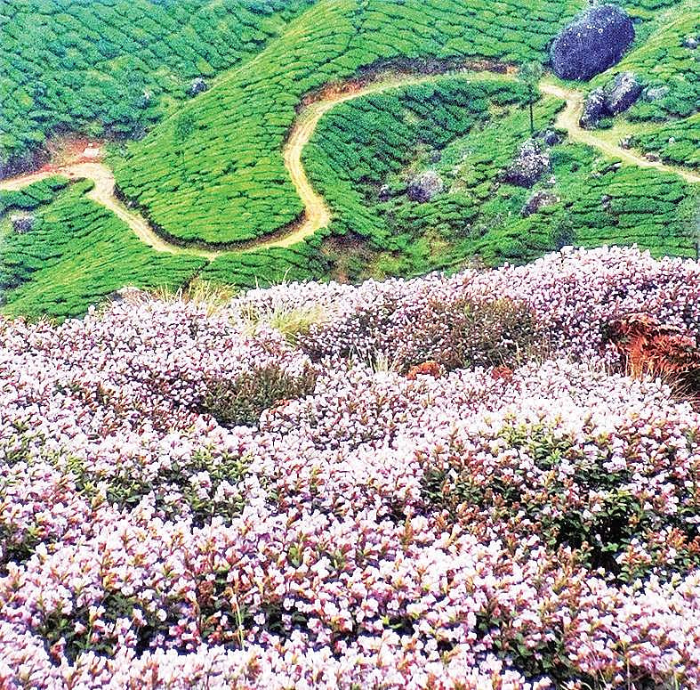 Kurinji Flower In Munnar | Best Flower Site