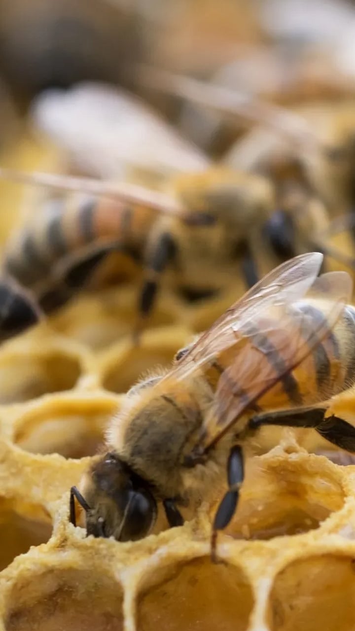 Honey bee Species : पाळता येणाऱ्या मधमाशांच्या पाच प्रजाती|Five species ...